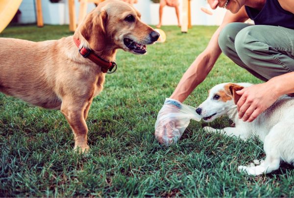 Why Do Dogs Eat Poop? And How To Stop It